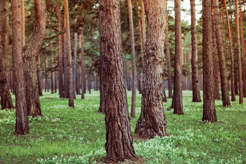 The Thick Pine Forest of Tall Trees Stock Image - Image of moss ...