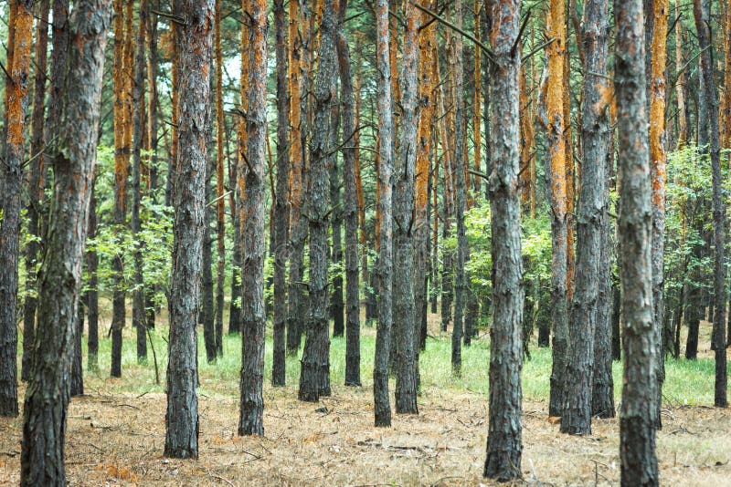Thick Pine Forest. Trunks of Coniferous Trees, Texture for the B Stock ...