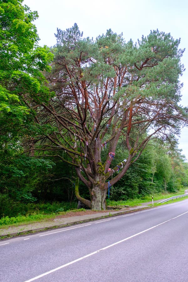 A Thick Pine Tree with Many Branches. a Very Old Pine in Narva, Estonia ...