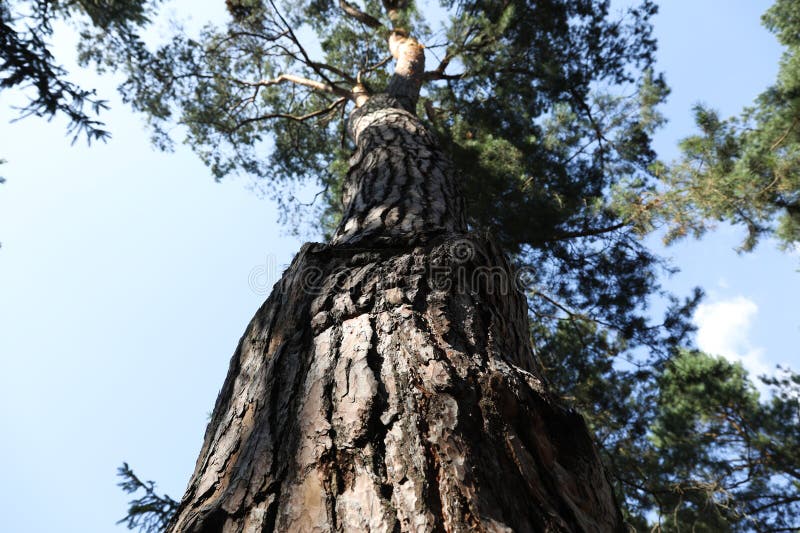 Thick Pine Trunk and Upper Branches of this Tree Stock Photo - Image of ...
