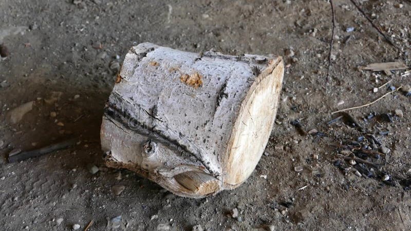 Thick Poplar Wood for Burning, Poplar Wood Piece Cut with a Saw Motor ...