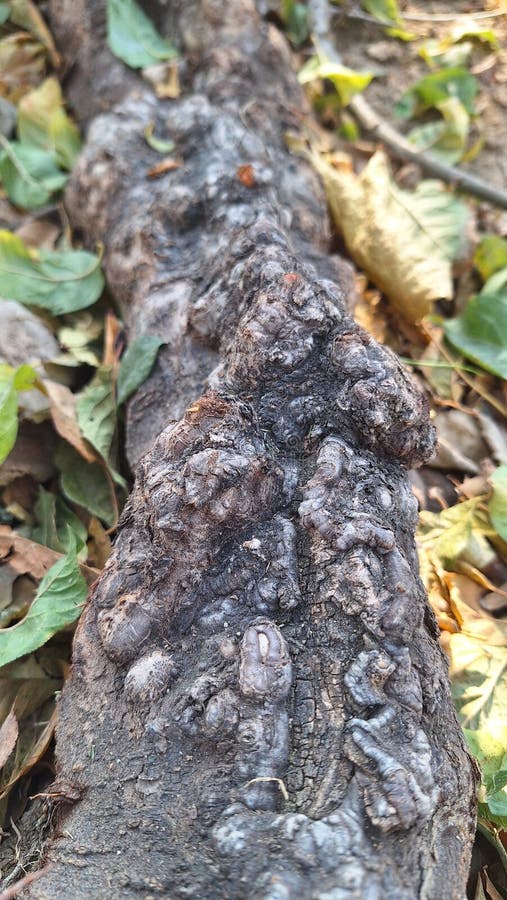 The Thick, Prominent Root of a Tree that Protrudes from the Ground ...