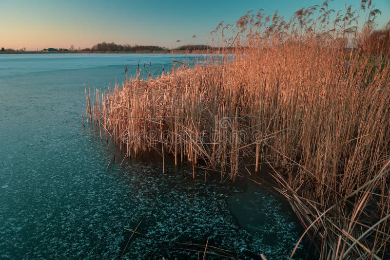 Thick Reeds in a Frozen Blue Lake, View during Sunset Stock Image ...