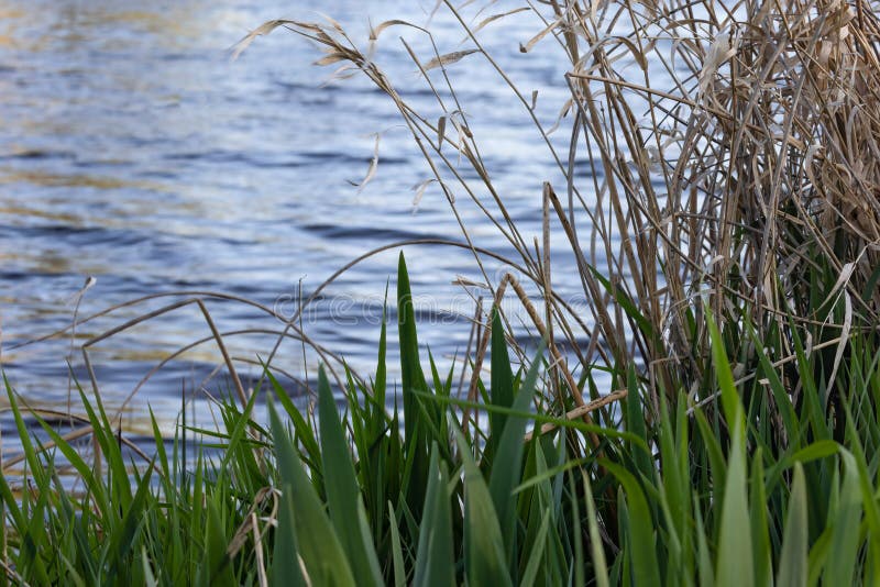 Thick Reeds and Tall Grasses Growing on Water Edge Stock Photo - Image ...