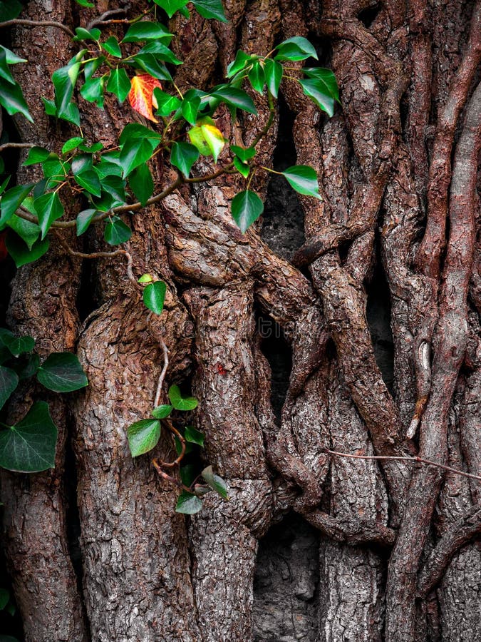 Thick Root System on the Wall with a Few Leaves in One Corner Stock ...