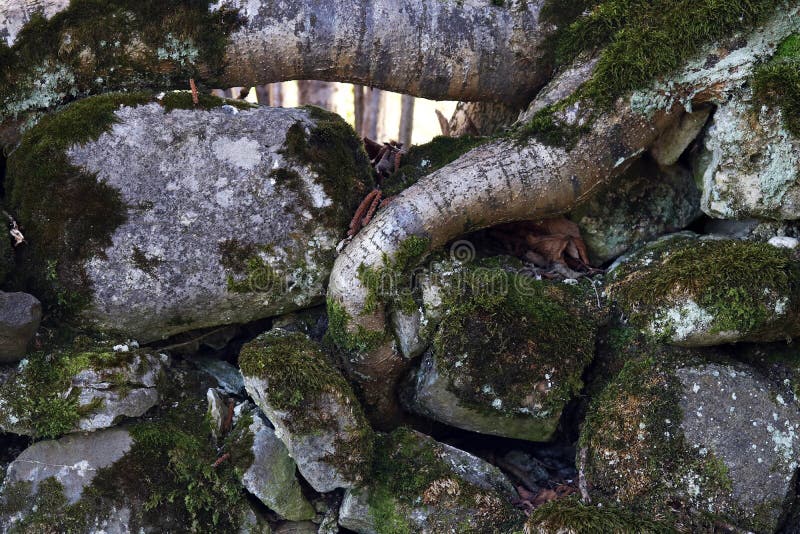 The Thick Roots of a Tree Grow through a Stone Wall Stock Image - Image ...