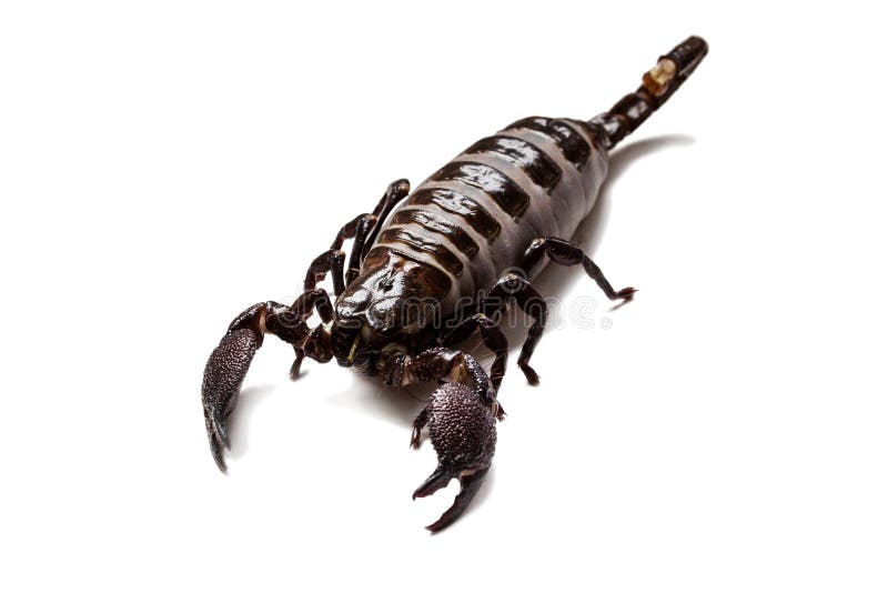 Thick Scorpion White Background Stock Photos - Free & Royalty-Free ...