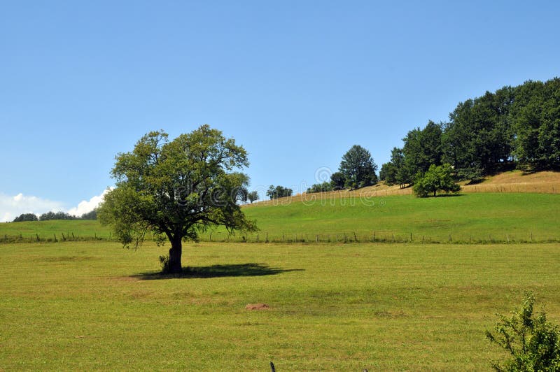 Thick Shade Under Apple Tree Stock Image - Image of apple, travel ...
