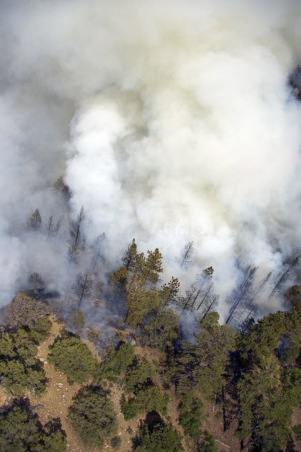 Thick Smoke stock image. Image of outdoor, burning, woods - 10415285