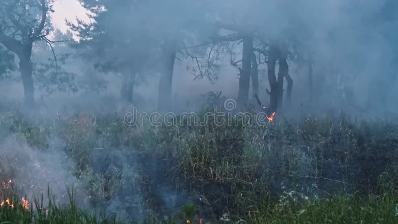 Forest Fire Smoke Engulfing Trees Stock Footage - Video of evacuation ...