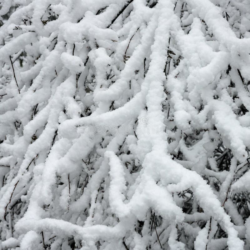 Thick Snow Accumulates on Branches of Trees Stock Photo - Image of ...