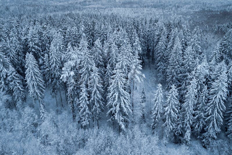 Thick Snowy Forest Captured from Birds Eye View Stock Photo - Image of ...