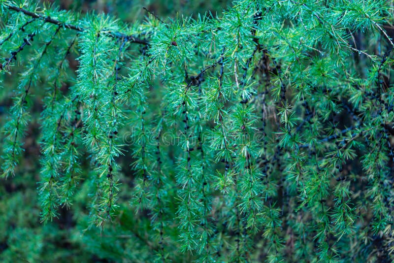 Thick Soft Green Branches of Siberian Larch Stock Image - Image of ...