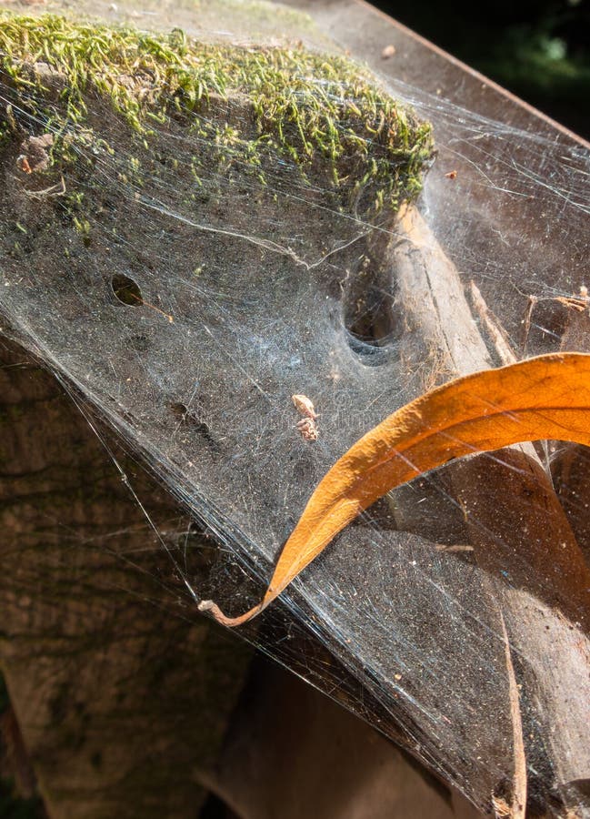 Thick Spider Web in the Redwoods Stock Photo - Image of encases, growth ...