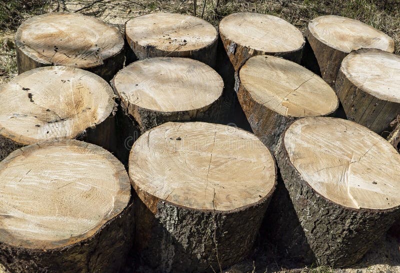 A Thick Spruce Tree Sawn into Large Chunks . Leningrad Region. Stock ...