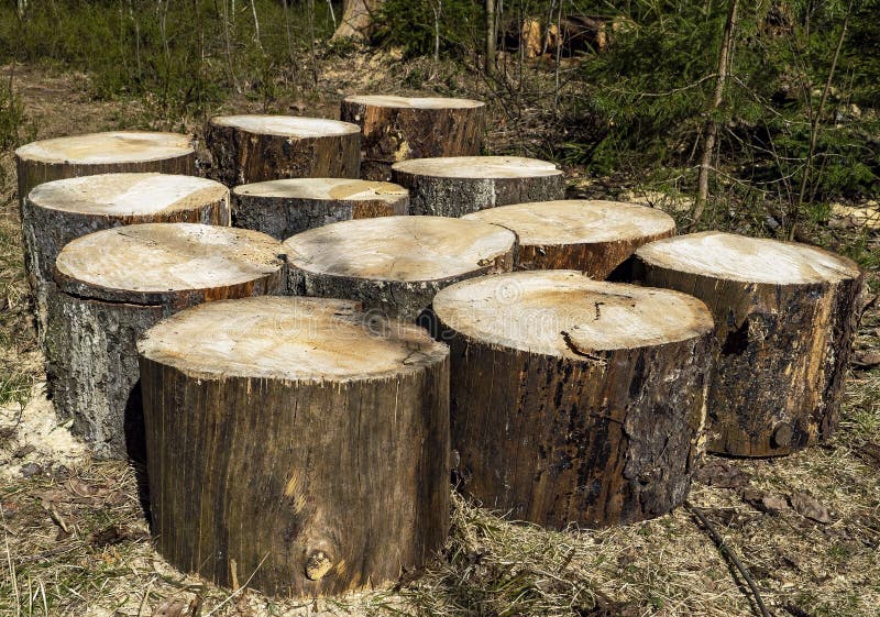 A Thick Spruce Tree Sawn into Large Chunks . Leningrad Region. Stock ...