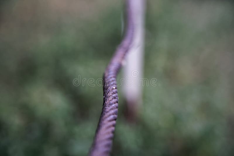 Thick Steel Rope Close Up. Bridge Fence Element. Detailed View. the ...