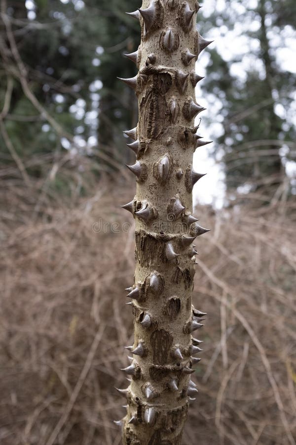 Aralia Spinosa Plant on Bokeh Background. Stock Photo - Image of ...
