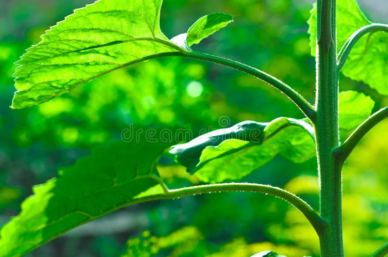 Thick stem of sunflower stock photo. Image of beautiful - 57303808