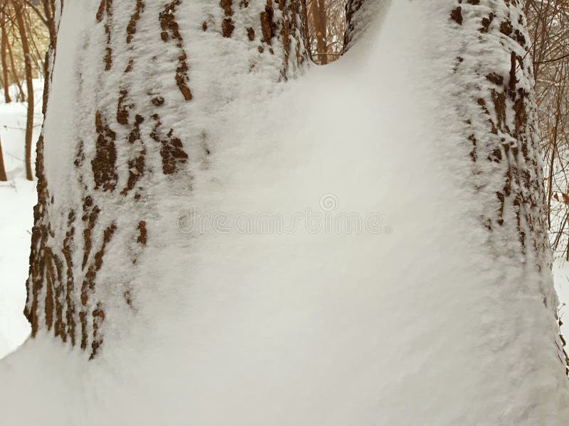 The Thick Stem of the Tree and Snow Around Stock Image - Image of ...