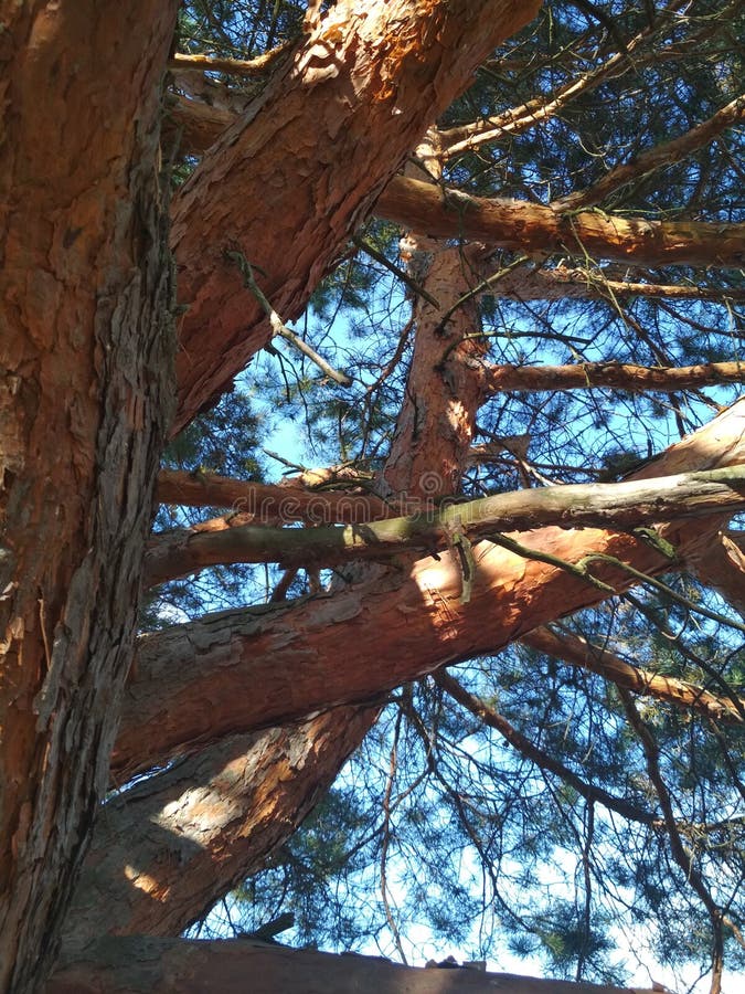 Thick Stems of a Large Tree in the Forest in Summer Stock Photo - Image ...