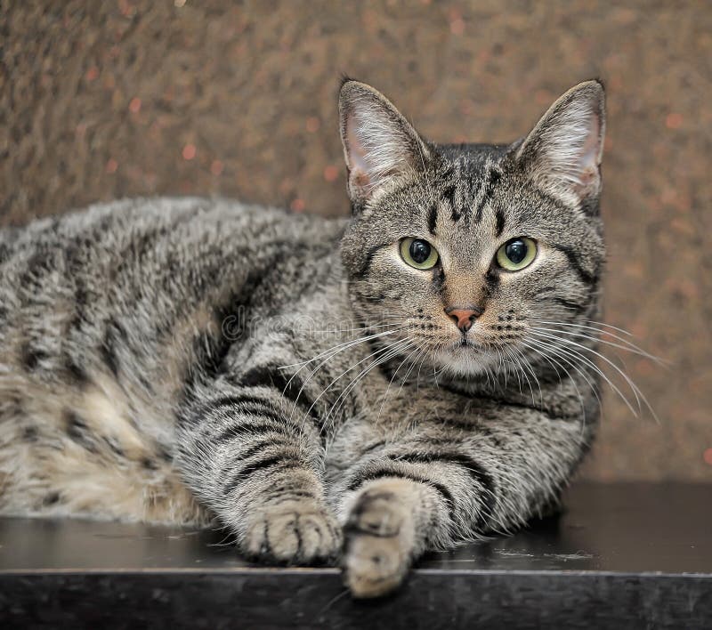 A thick striped cat stock image. Image of overweight - 100635881