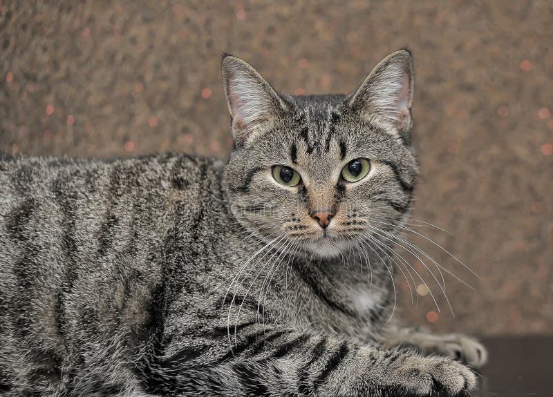 A thick striped cat stock image. Image of overweight - 100635881