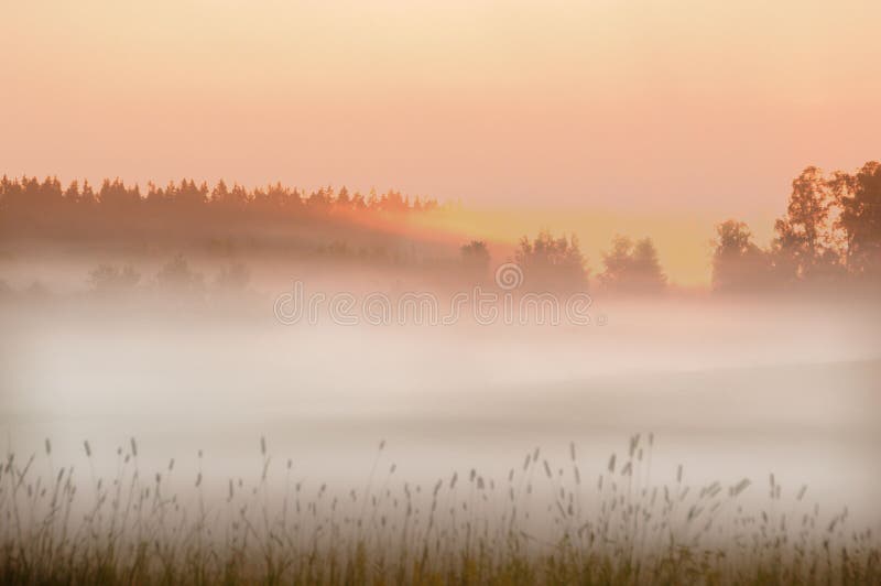 Thick Summer Mist Over a Field at Dawn Stock Image - Image of ...