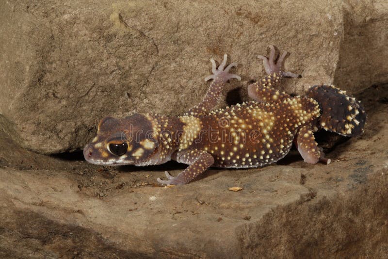 Albino Gecko / Nephrurus Levis Pilbarensis Stock Photo - Image of ...