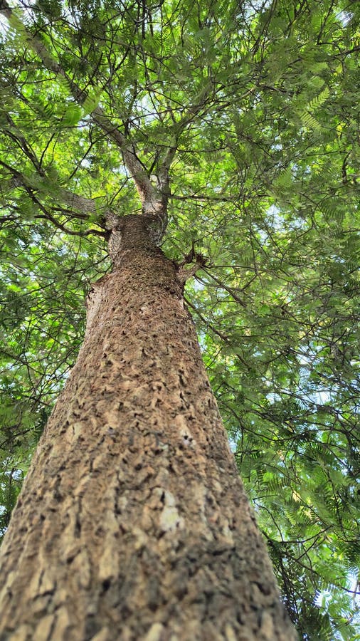 The Thick Tamarind Trees are Tall and Green Stock Image - Image of ...