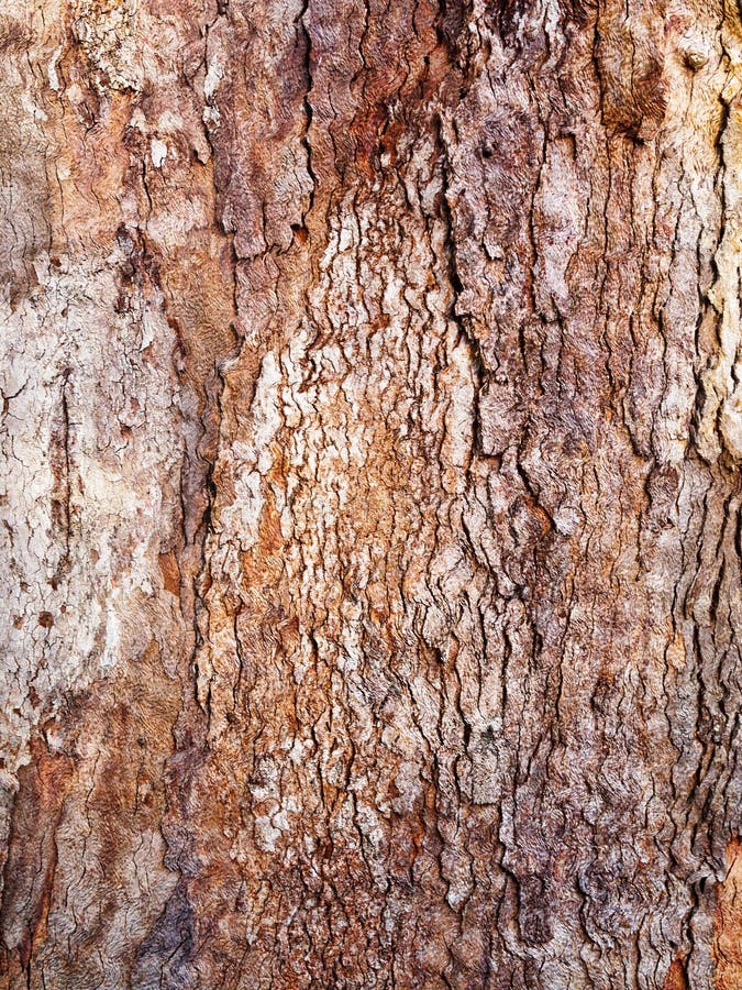 Thick Textured Bark Layers on Old Tree, Sydney, Australia Stock Image ...
