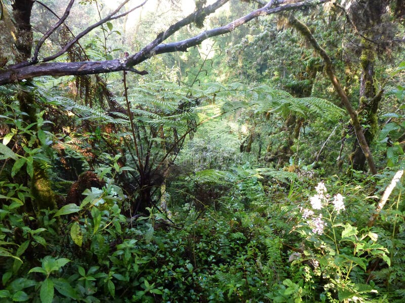 Thick Thickets of Bushes, Trees and Grass in the Summer Old Forest ...