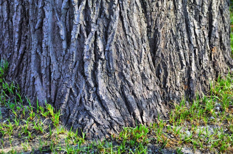 Thick Tree Bole Picture. Image: 4860405