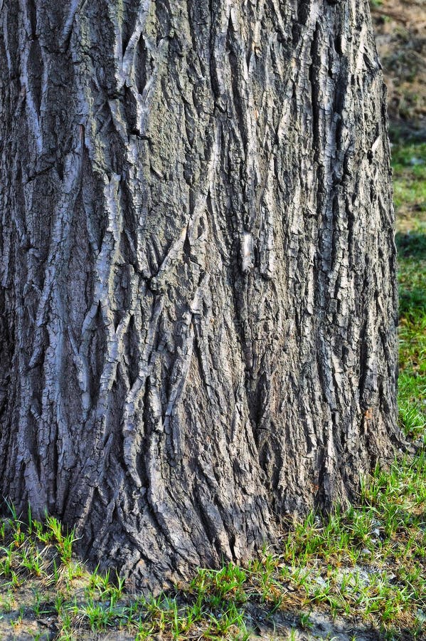 Thick tree bole stock photo. Image of spring, tree, bole - 4860438