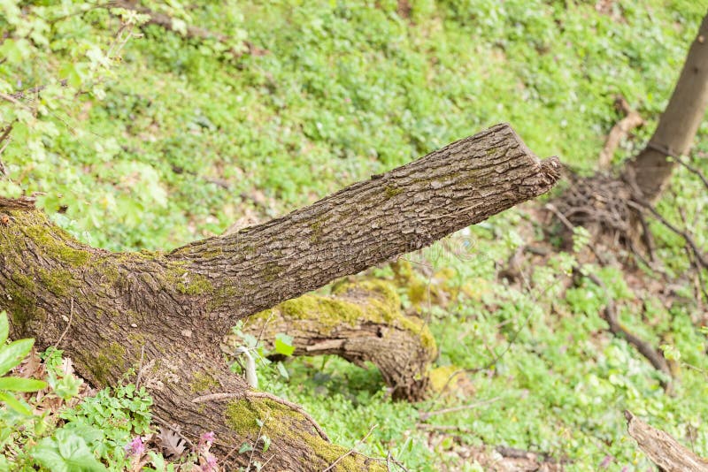 Thick tree branch stock photo. Image of background, branch - 85004518