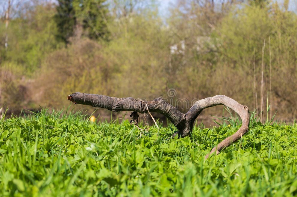 A Thick Tree Branch Fell from the Tree into the Green Grass Stock Photo ...