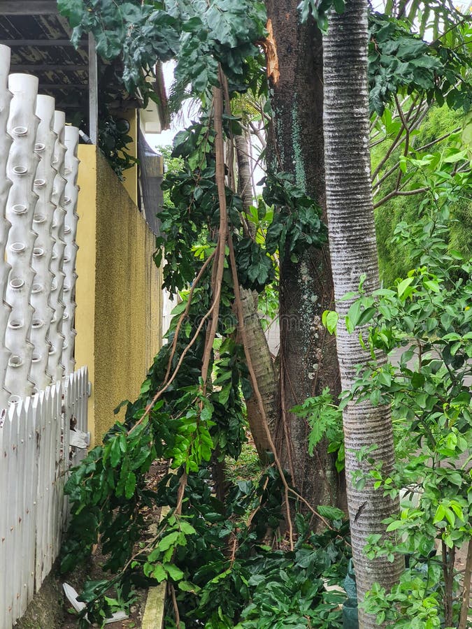 A Thick Tree Branch, Laden with Green Leaves, is Broken and Hangs ...