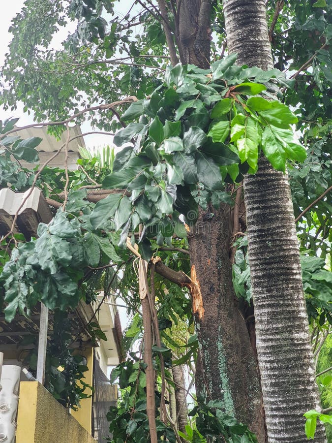 A Thick Tree Branch, Laden with Green Leaves, is Broken and Hangs ...