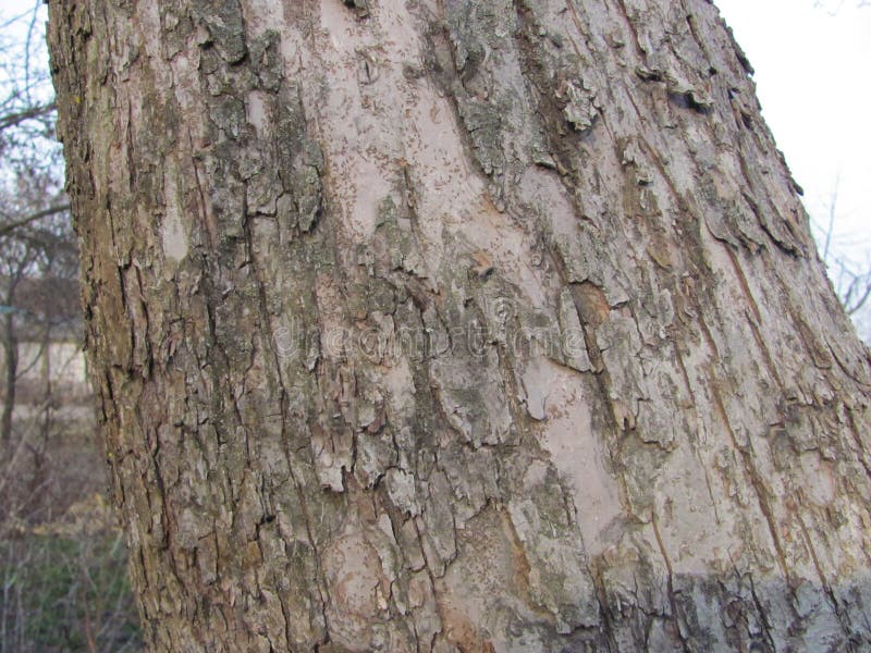 Thick tree trunk stock image. Image of life, environment - 143510943