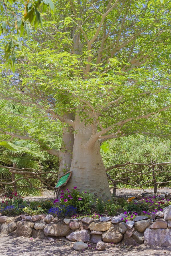 Thick Tree with Green Leaves and Flowers in Garden Bed Stock Image ...