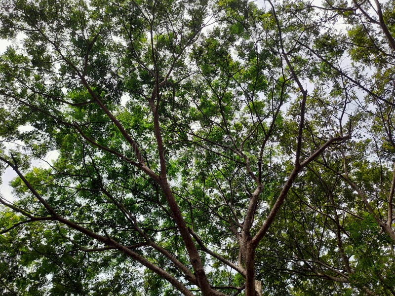 The Thick of a Tree with Green Leaves Stock Photo - Image of leaves ...