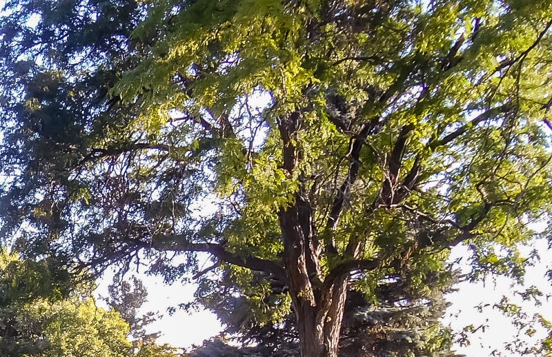 Thick Tree in Park stock photo. Image of season, summer - 206417958