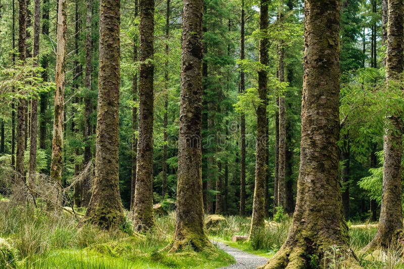 Thick Tree Pillars in a Pine Forest, a Path Runs between the Trees ...