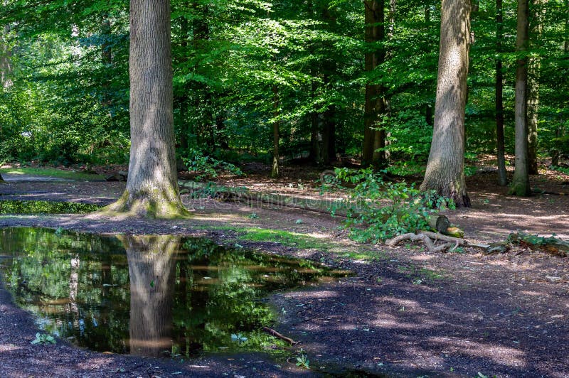 Thick Tree Reflected in a Puddle Stock Photo - Image of mirrorlike ...