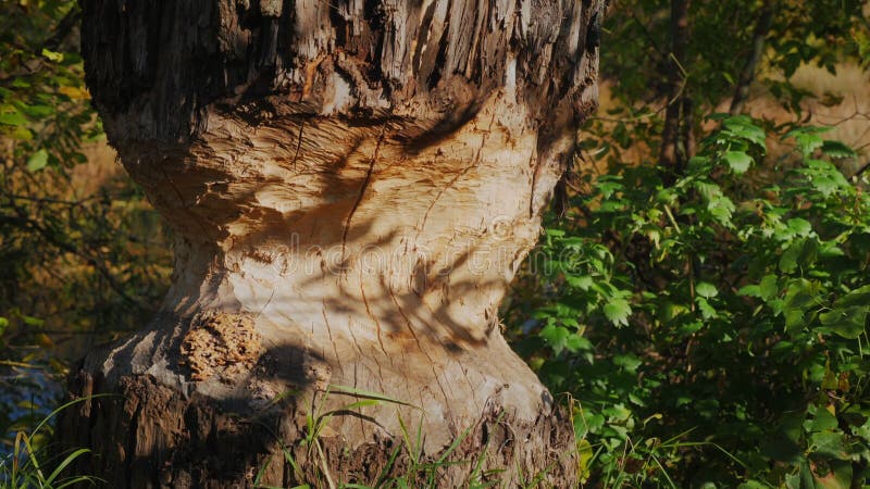 Thick Tree by the River. a Beaver Chewed a Tree Trunk Along the ...