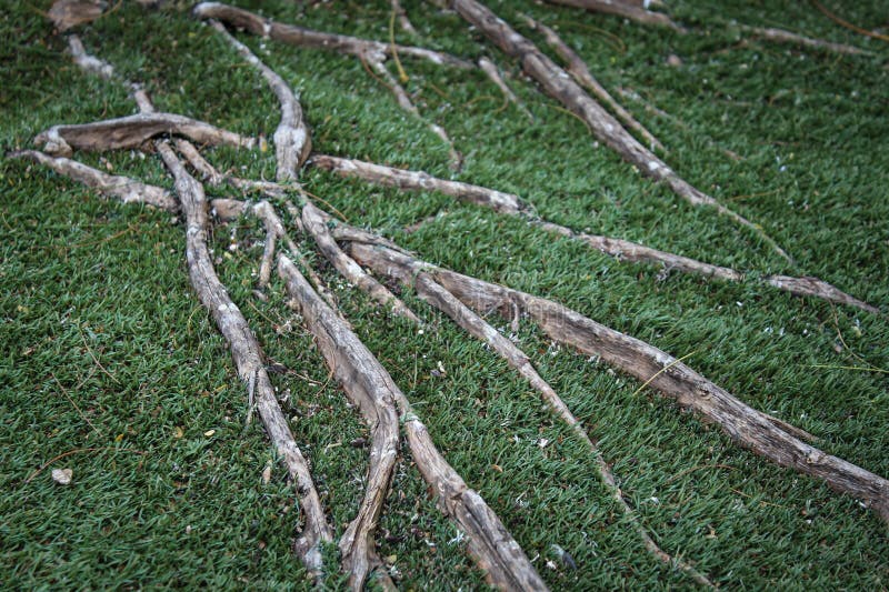 234 Artificial Turf Fibers Stock Photos - Free & Royalty-Free Stock ...