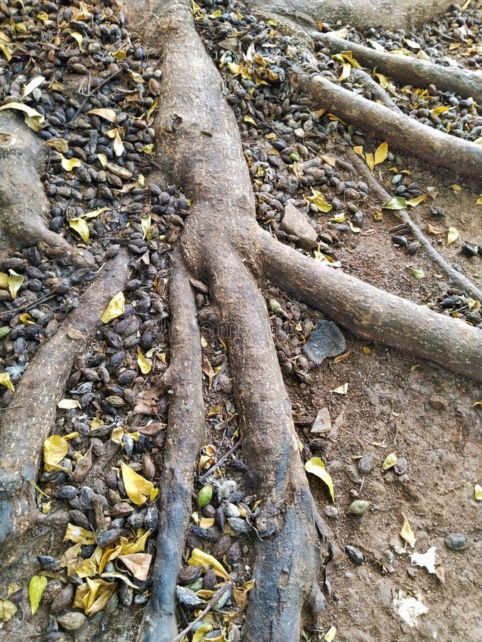Thick Tree Roots Extend Across the Ground, Intertwined and Partially ...