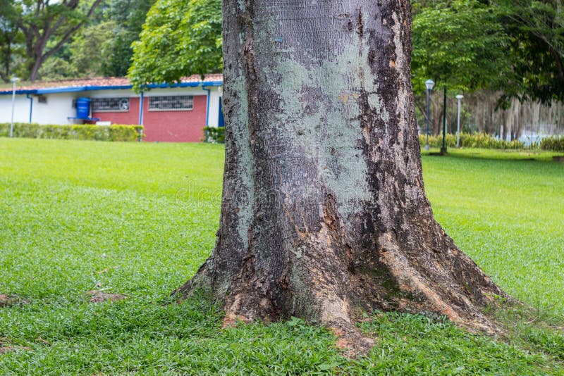 Thick Tree with Roots in the Ground Stock Photo - Image of bole ...