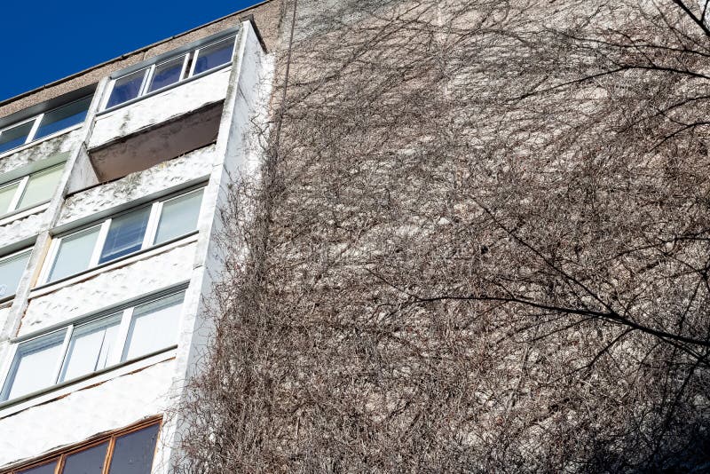 Thick Tree Roots Growing on Building Wall Stock Photo - Image of ...