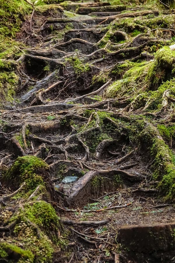 Enchanted walkway 3 stock image. Image of bridge, wilderness - 92570277
